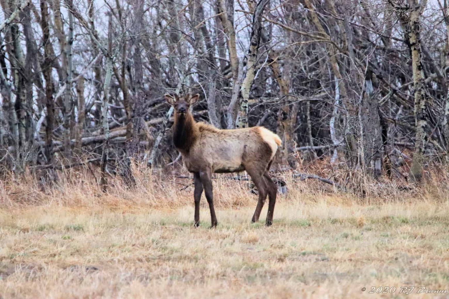 La faune et la flore - Ouest Canadien